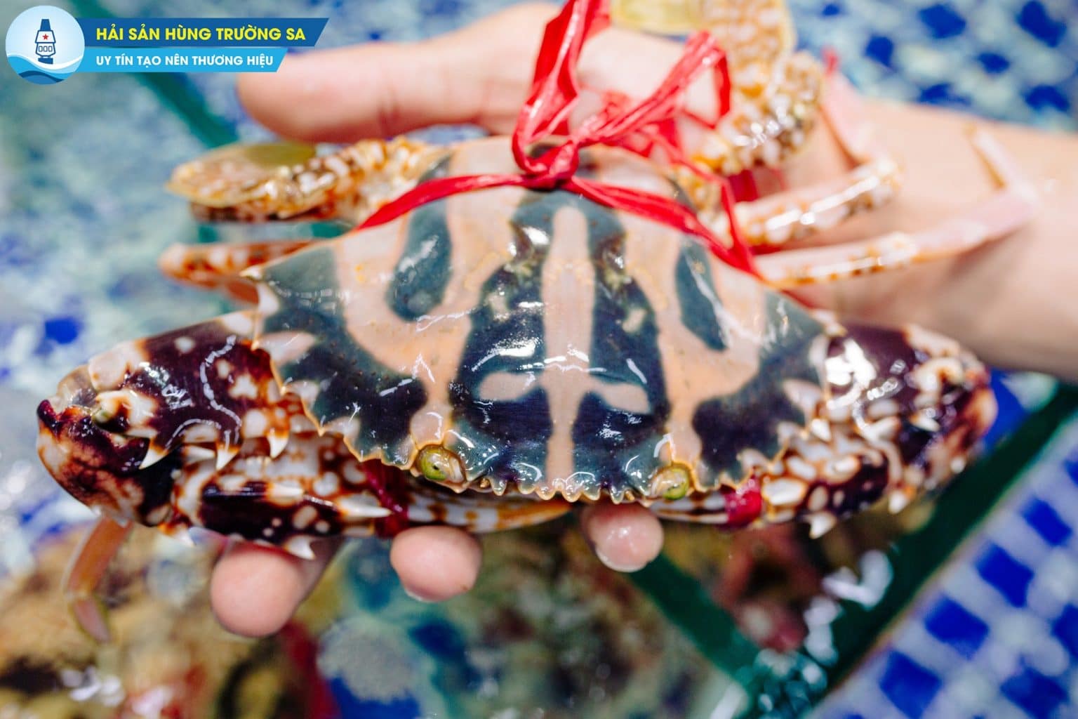 Phân biệt ghẹ đỏ và ghẹ xanh - Siêu Thị Hải Sản Hùng Trường Sa