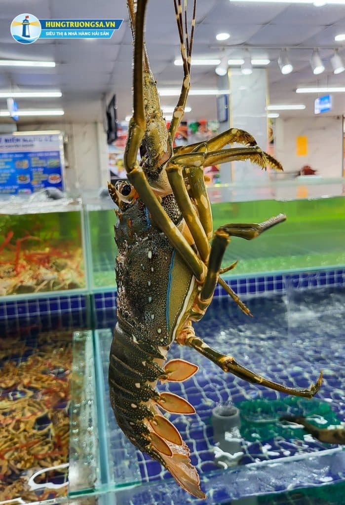 Bảng Giá Tôm Hùm Các Loại - Siêu Thị Hải Sản Hùng Trường Sa