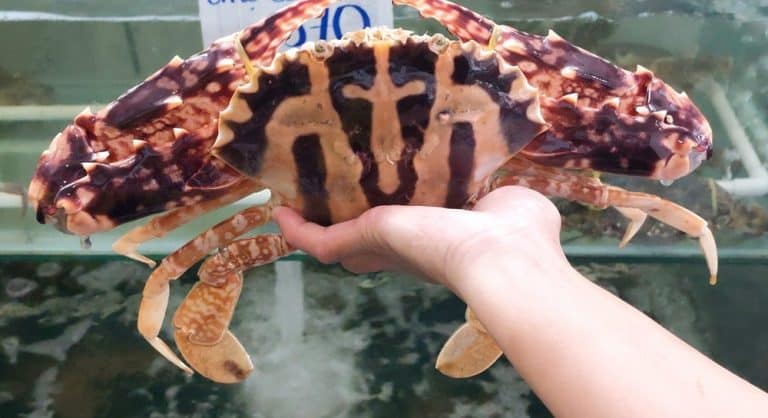 Ghẹ Xanh Và Ghẹ Đỏ Khác Nhau Như Thế Nào? Loại Ghẹ Nào Ngon Hơn?